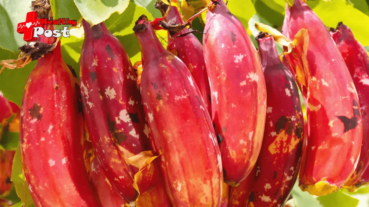 9 Proven Ways Red Banana Boosts Immunity and Energy